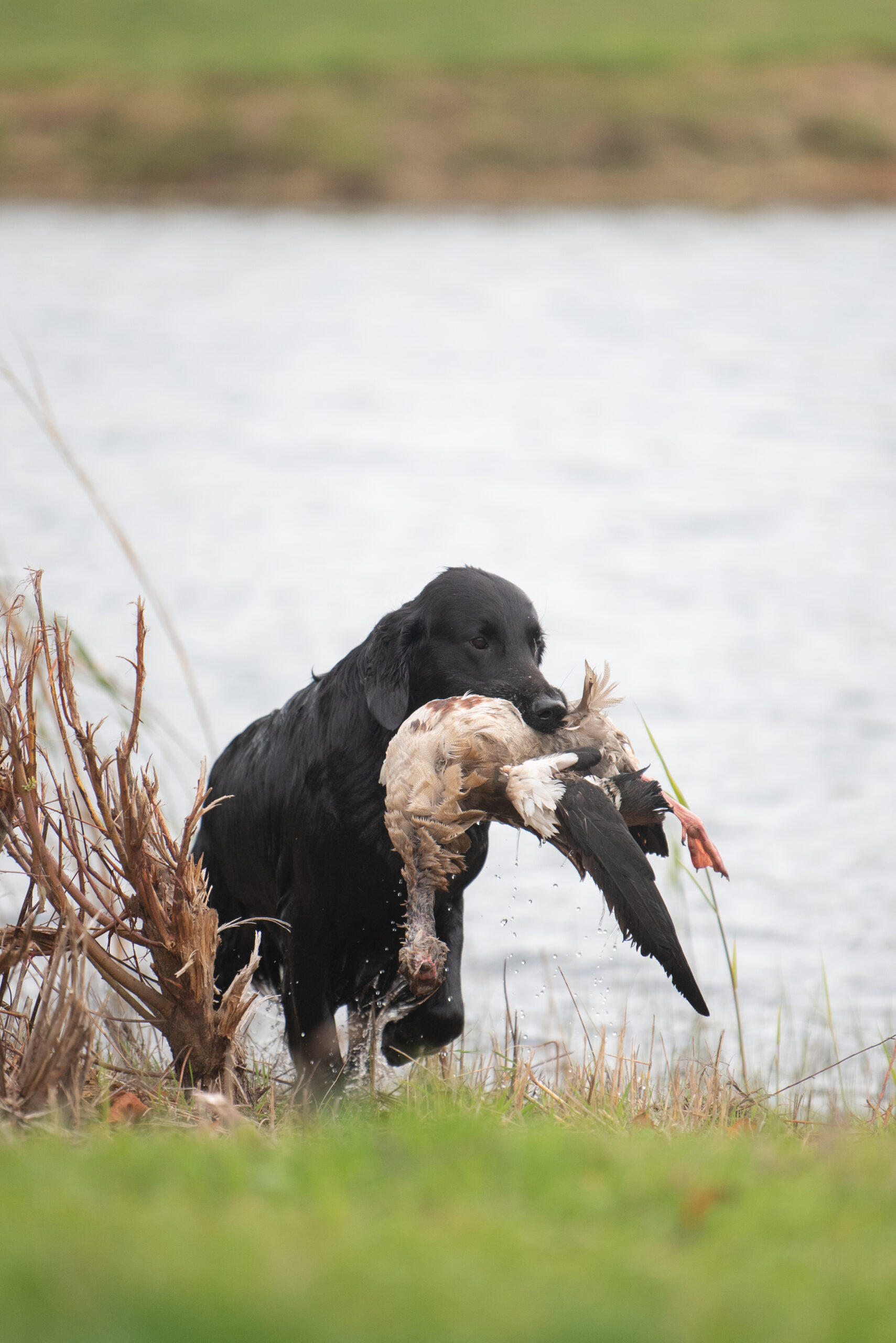 Winnaar Nimrod 2022: Flatcoated Retriever Thor - De Jagersvereniging Winnaar Nimrod 2022: Flatcoated Retriever Thor - De Jagersvereniging