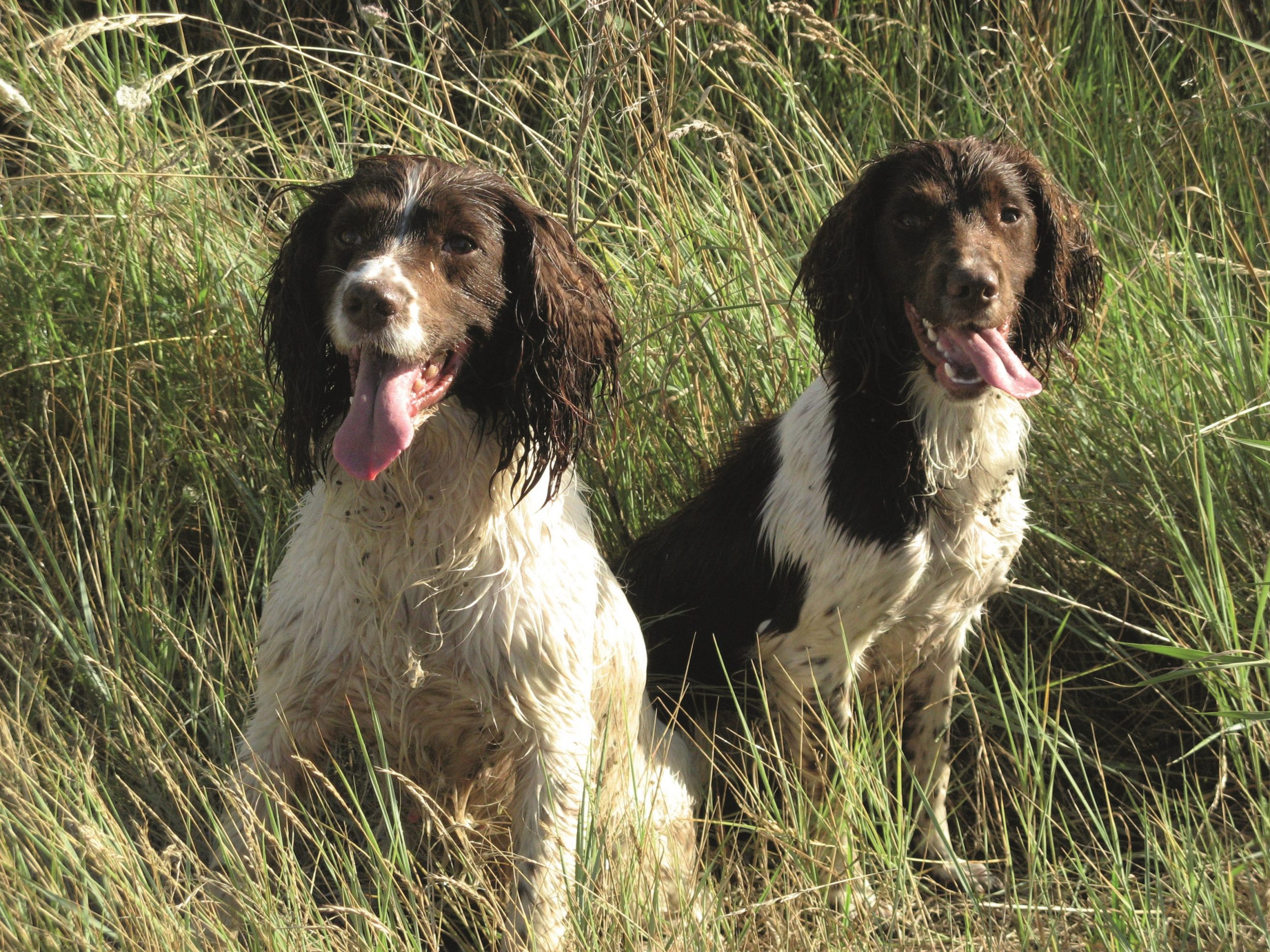 Engelse Springer Spaniel - Koninklijke Nederlandse Jagersvereniging