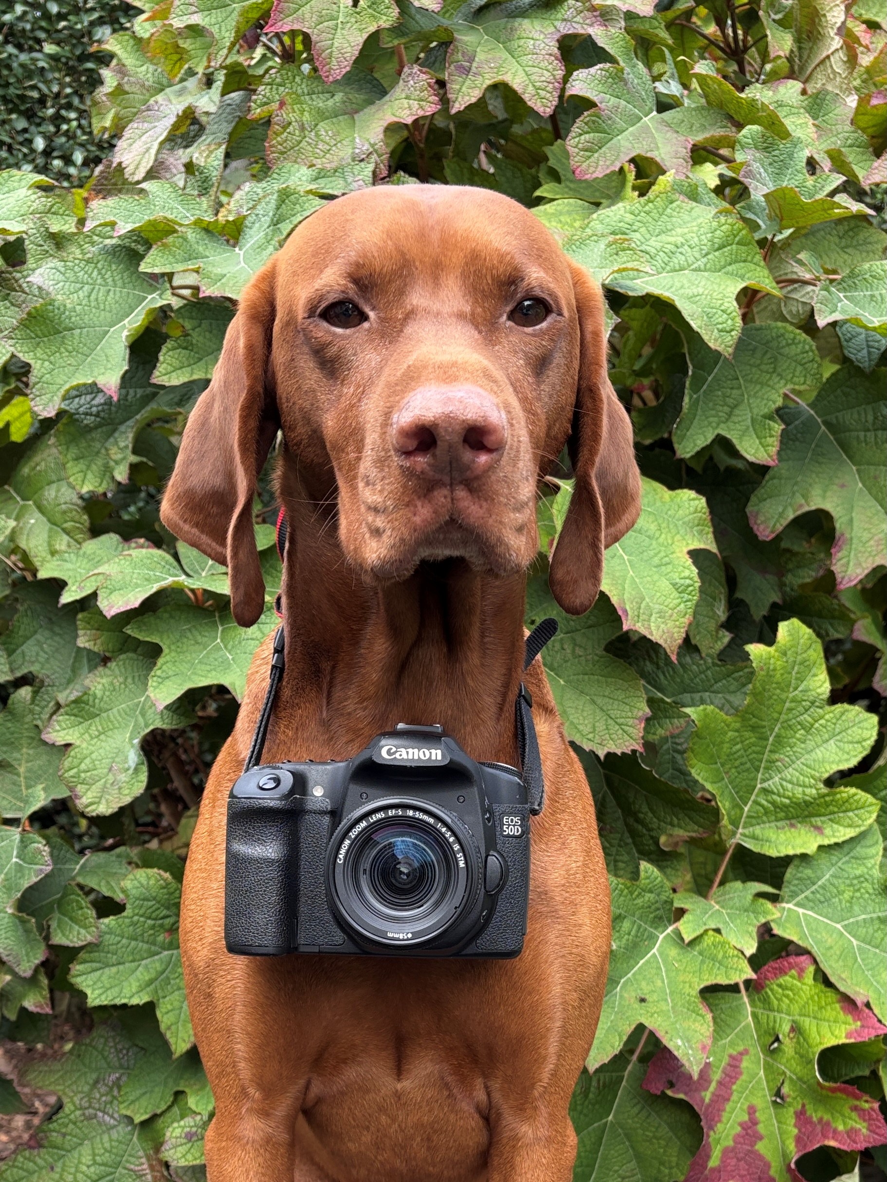 De Jager Fotowedstrijd 2025 – Wild in beeld - Koninklijke Nederlandse ...