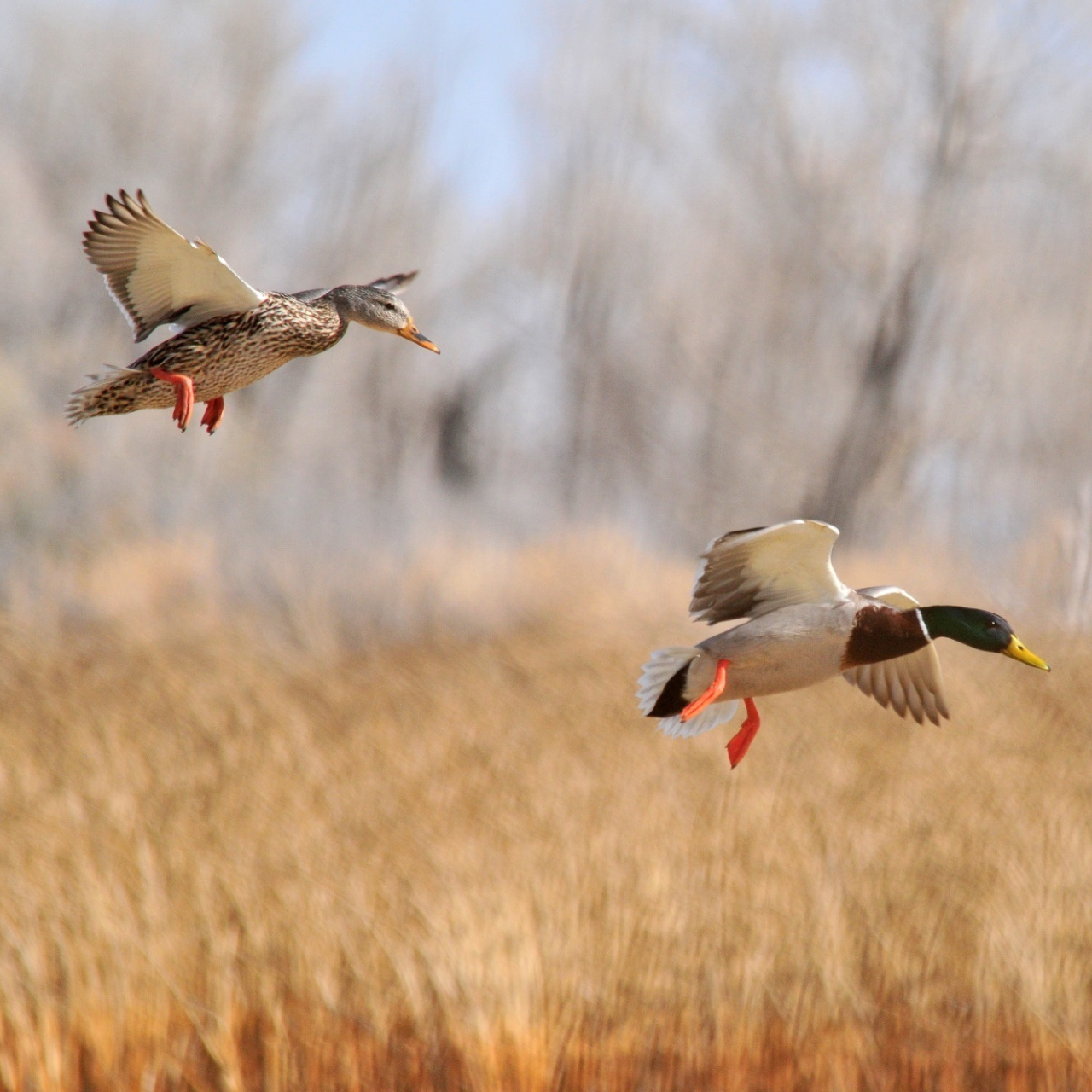 Wildlijst - Koninklijke Nederlandse Jagersvereniging