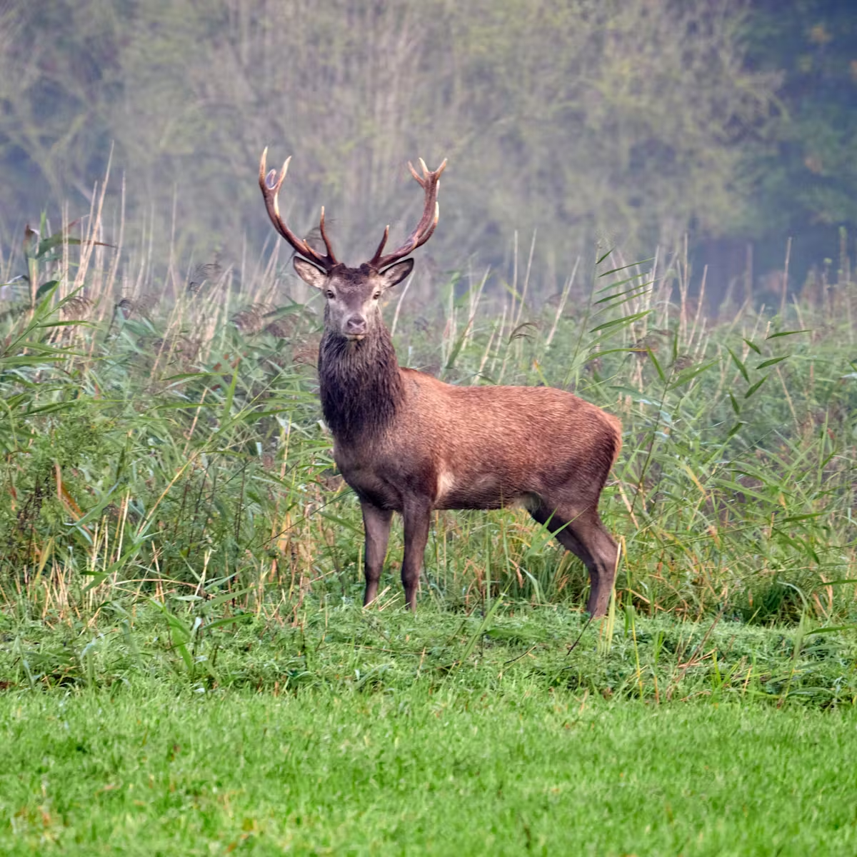 Edelhert - Koninklijke Nederlandse Jagersvereniging