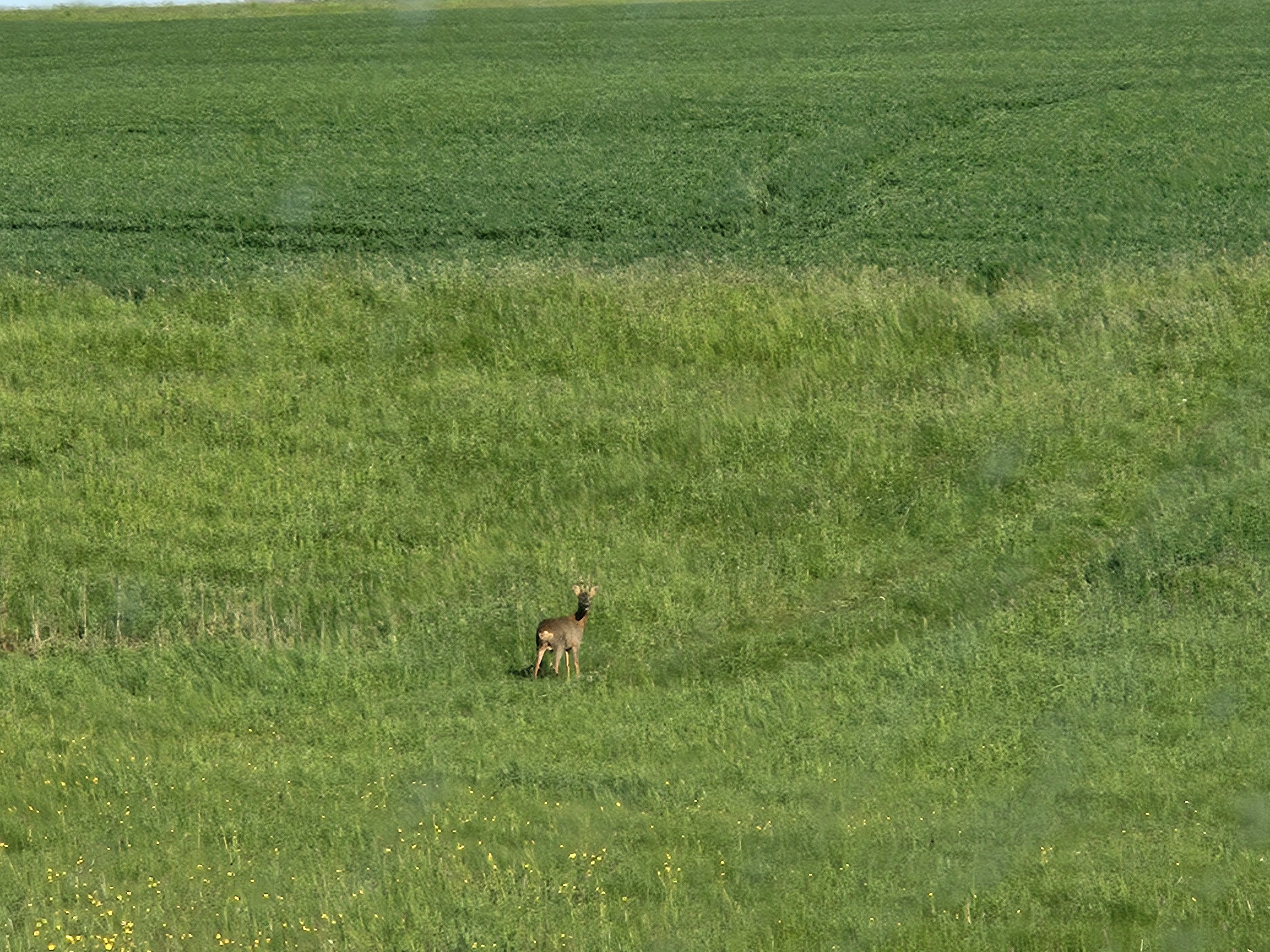 Vlees van wild, voornamelijk ree - Koninklijke Nederlandse Jagersvereniging